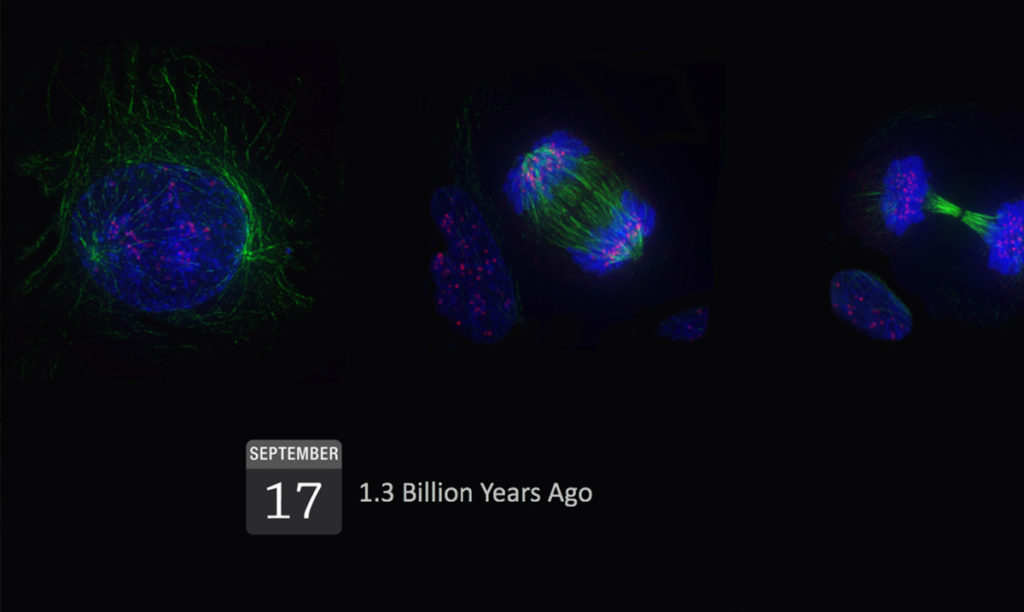 Sexual reproduction: How nature creates complexity, diversity ...