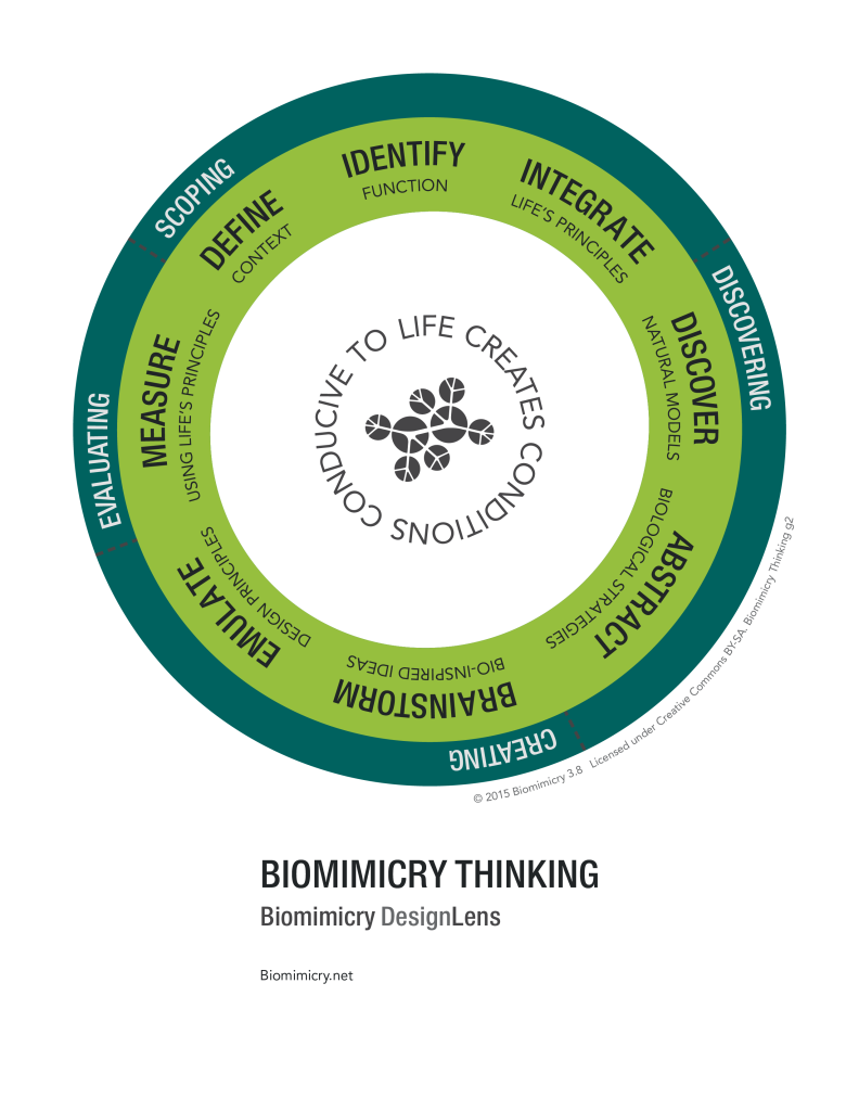 Biomimicry Design Process at Lorene Caplan blog