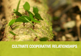 Life’s Principles Leadership Cards - Biomimicry 3.8