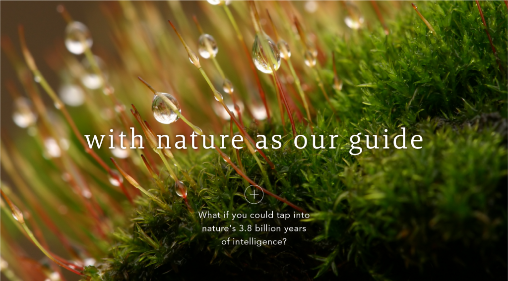 Biomimicry 3.8 - Innovation Inspired by Nature